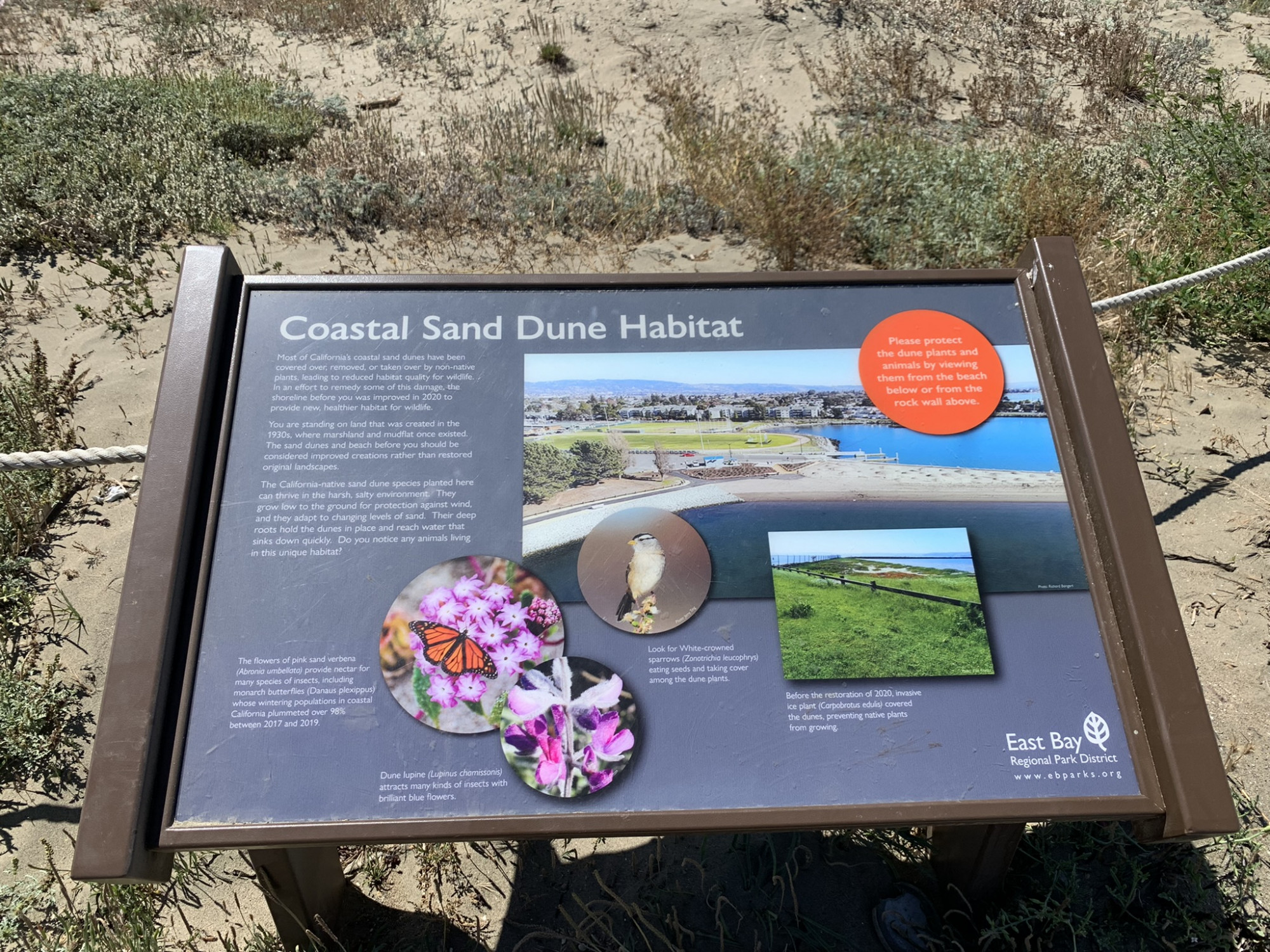 Encinal Beach Dune Restoration and Shoreline Stabilization - WRA ...