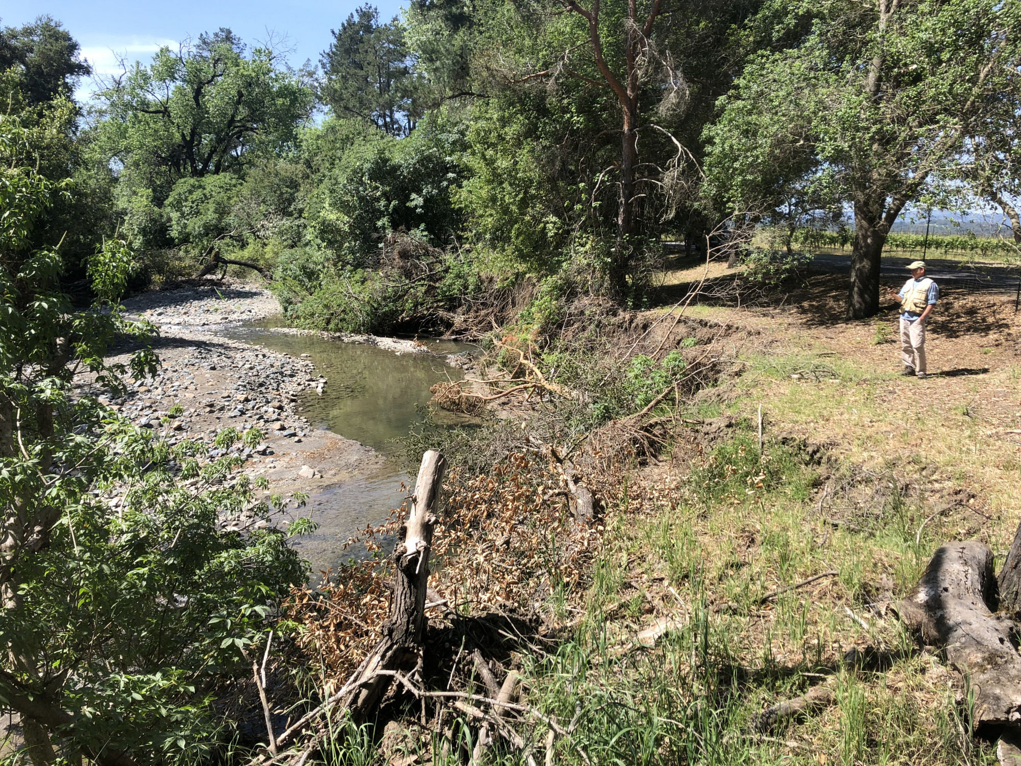 Hafner Vineyards Sausal Creek Streambank Repair - WRA Environmental ...