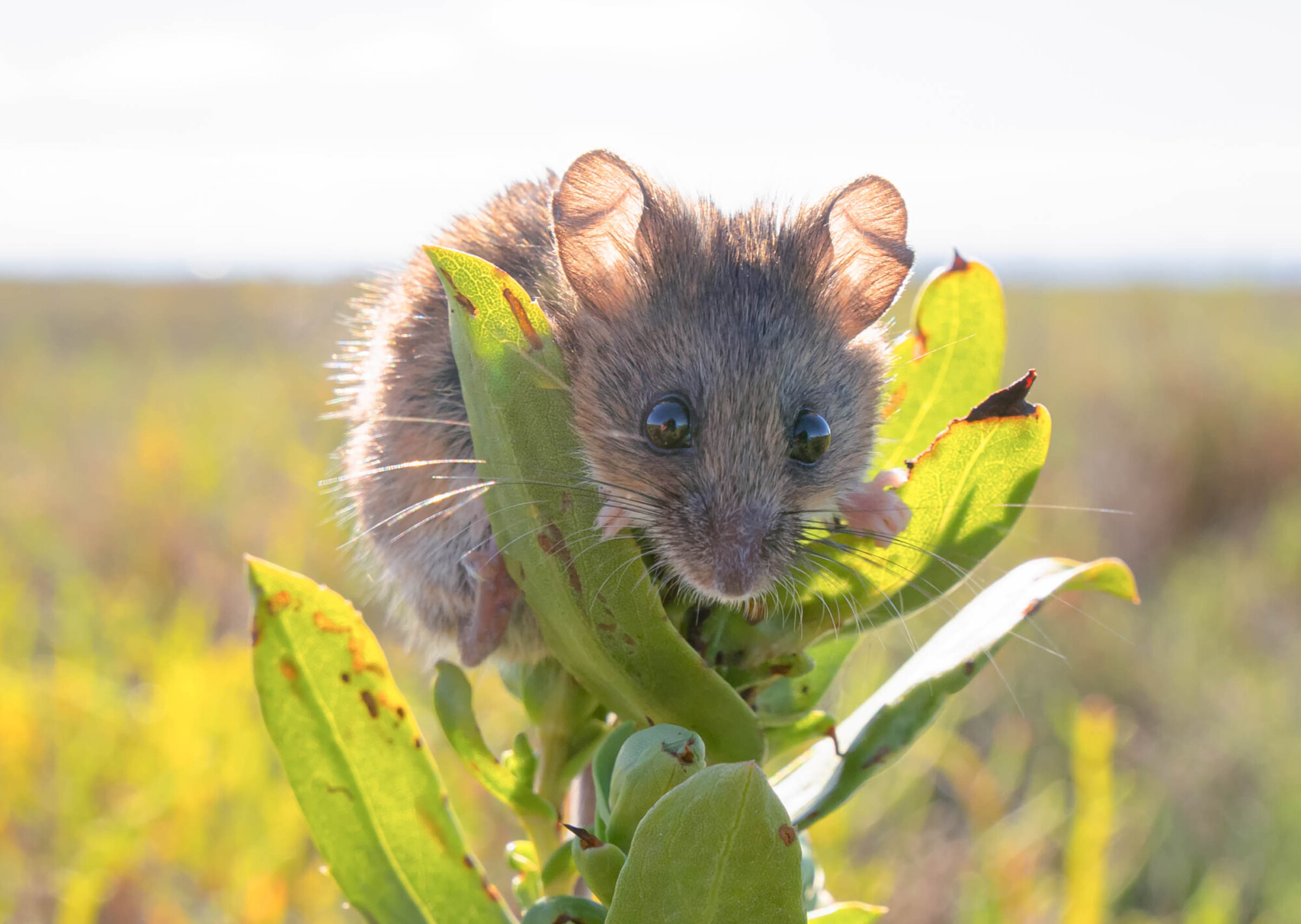 Home - WRA Environmental Consultants