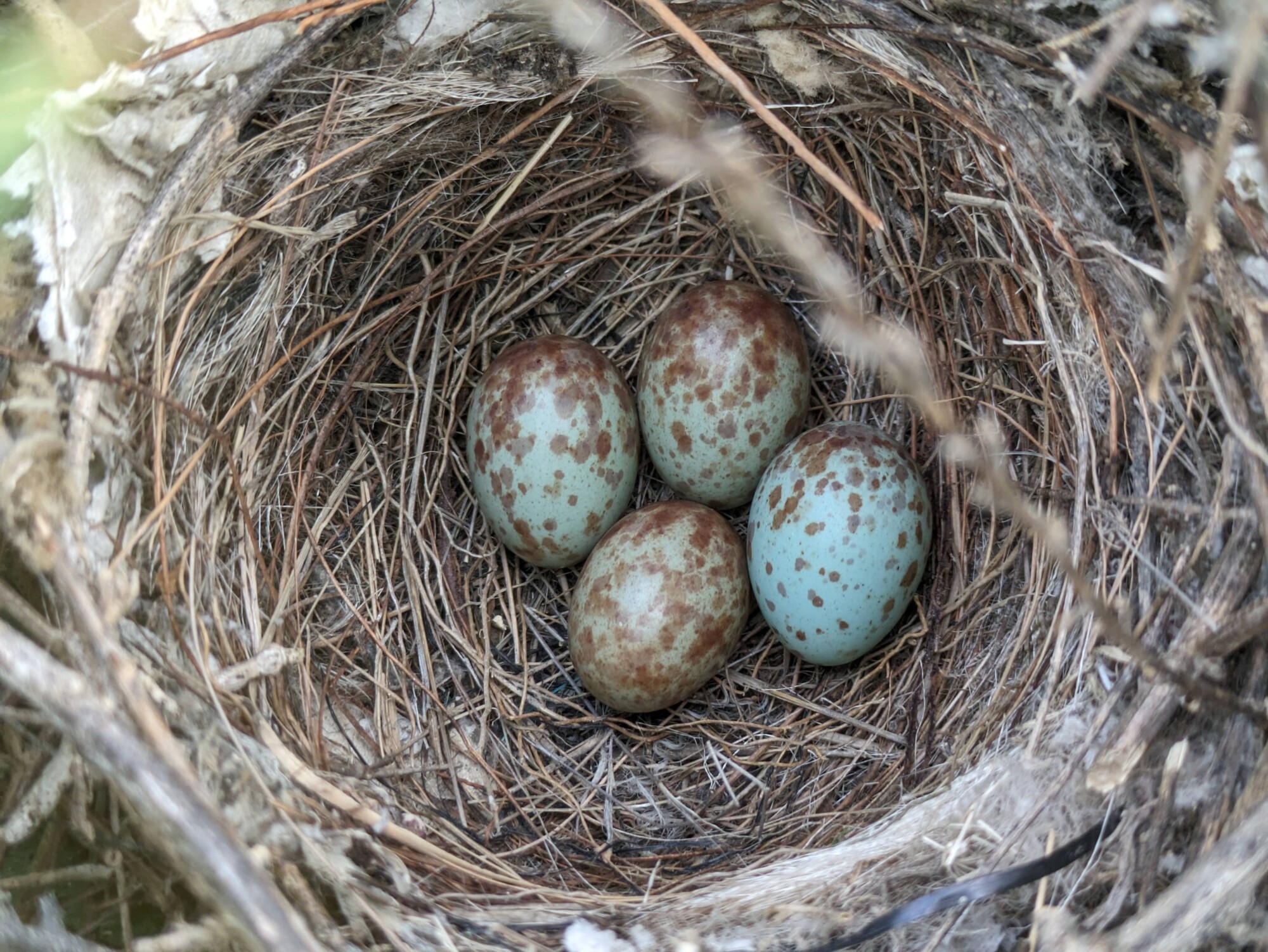 Nesting Bird Season is Around the Corner - Are You Prepared? - WRA ...